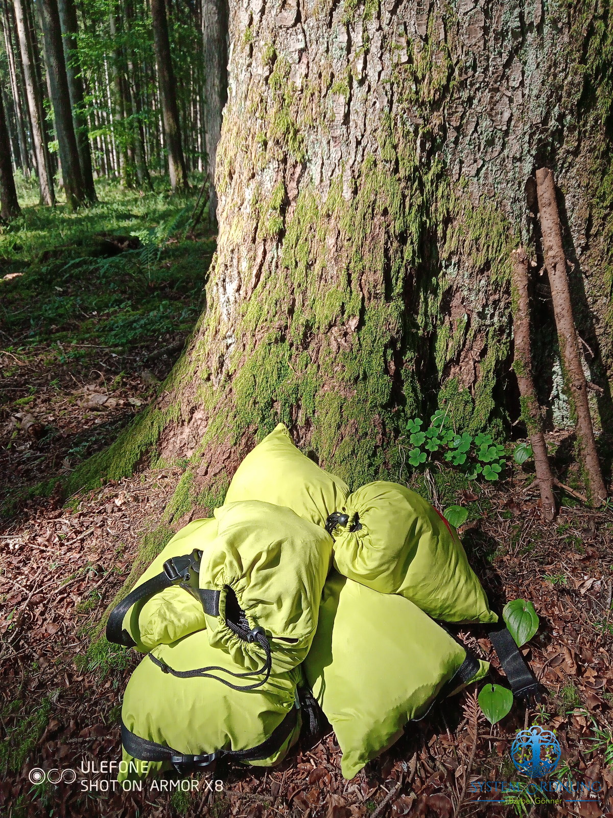 Ich finde mich mitten im Wald | Waldmeditation